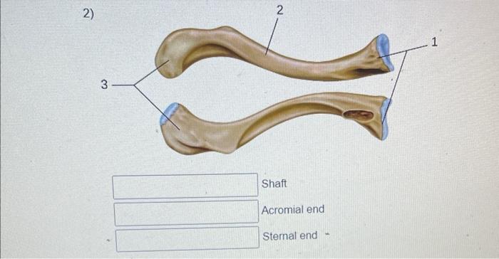 Solved Shaft Acromial end Stemal end - Deltoid Tuberosity | Chegg.com