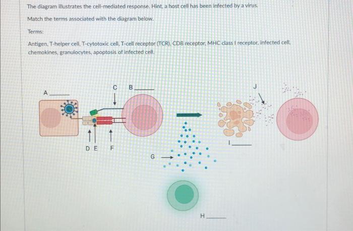 Solved The diagram ilfustrates the cell-mediated response. | Chegg.com