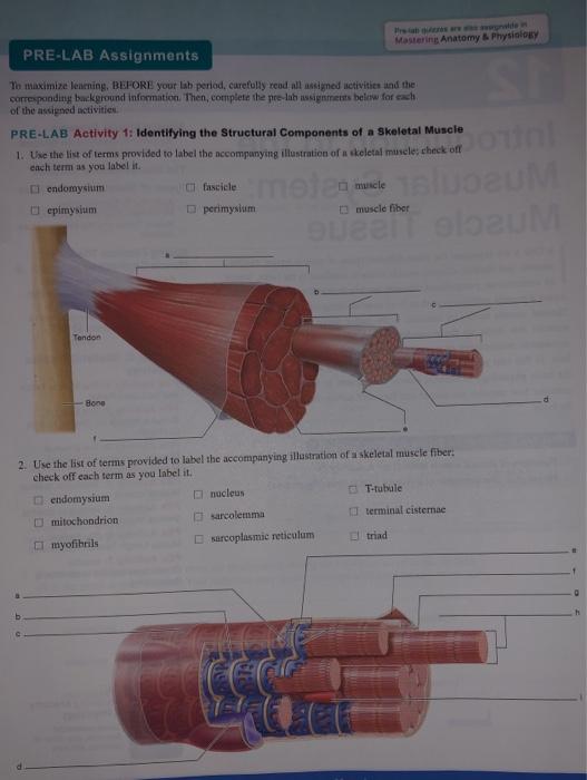 Solved Mastering Anatomy & Physiolony PRE-LAB Assignments Yo | Chegg.com