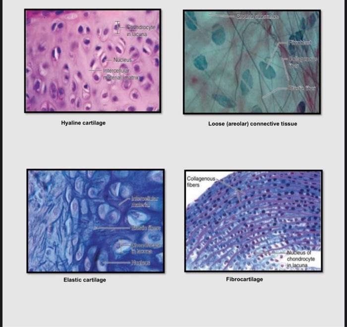 Solved In the space that follows, sketch a few cells of each | Chegg.com