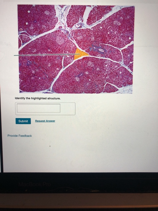 Solved Identify the highlighted structure. Submit Request | Chegg.com