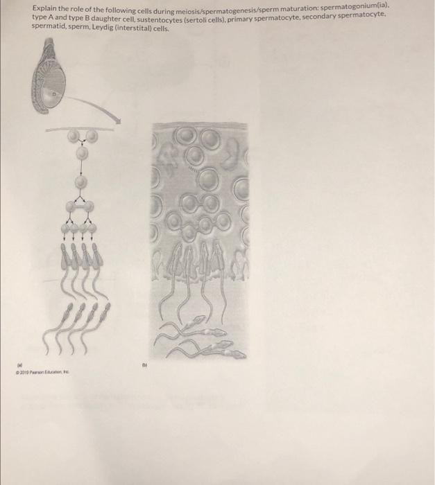 Solved Explain the role of the following cells during | Chegg.com