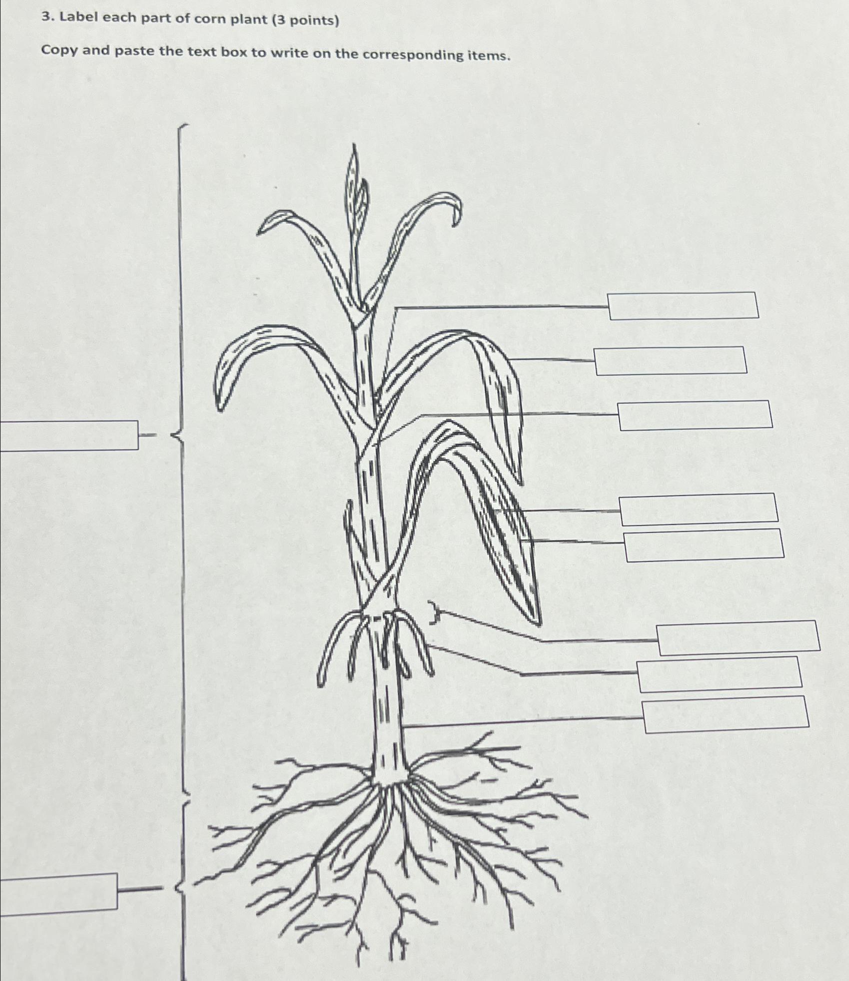 Solved Label each part of corn plant ( 3 ﻿points)Copy and | Chegg.com