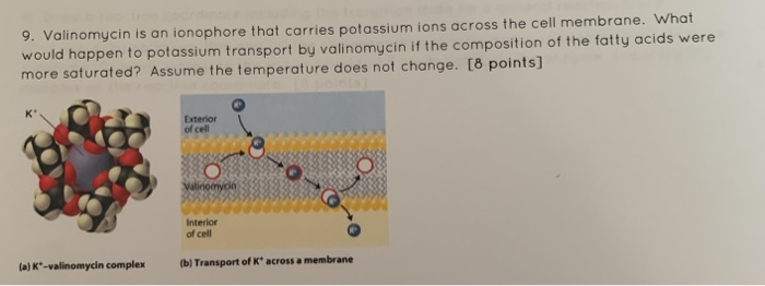 Solved 9. Valinomycin is an ionophore that carries potassium | Chegg.com
