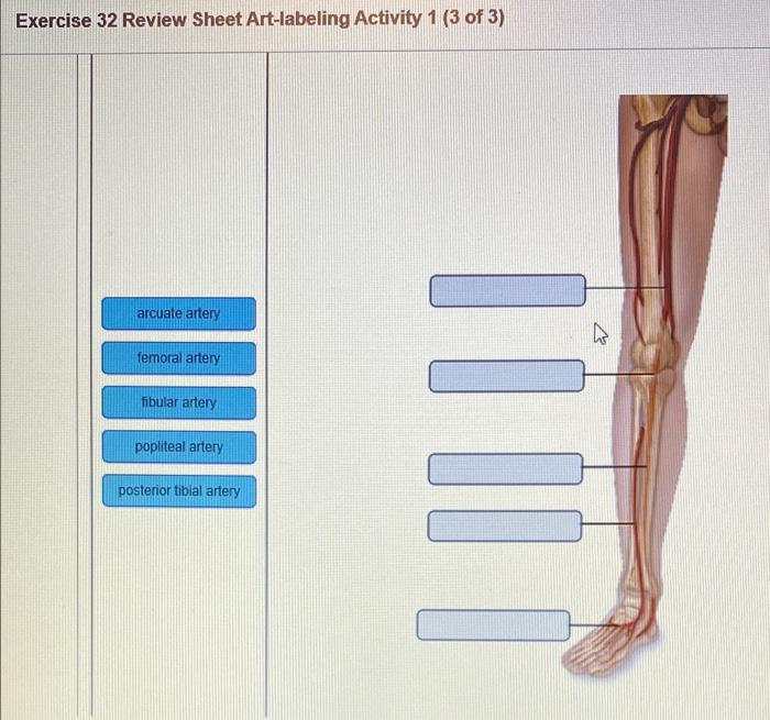 Solved Exercise 32 Review Sheet Art labeling Activity 1 3 Chegg
