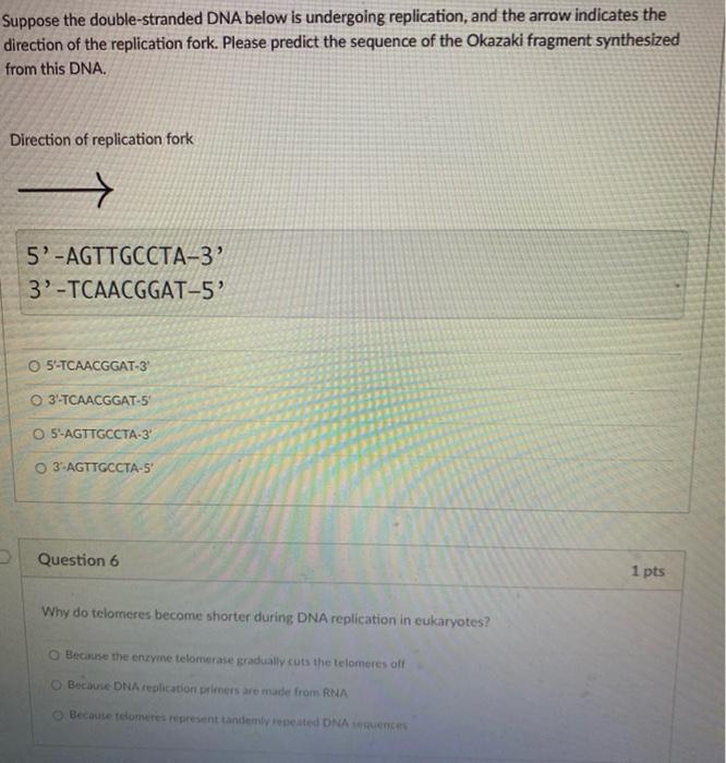 Solved Suppose the double-stranded DNA below is undergoing | Chegg.com