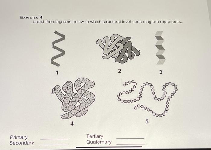 Solved Exercise 4: Label the diagrams below to which | Chegg.com