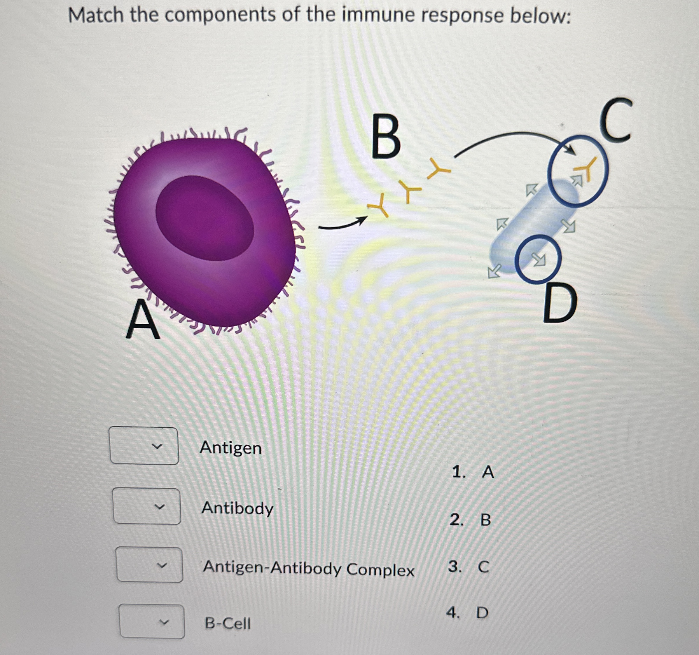 Solved Match the components of the immune response | Chegg.com