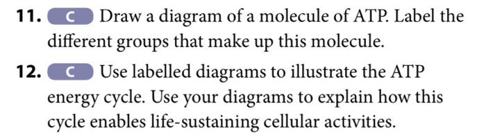 Solved 11. C Draw a diagram of a molecule of ATP. Label the | Chegg.com