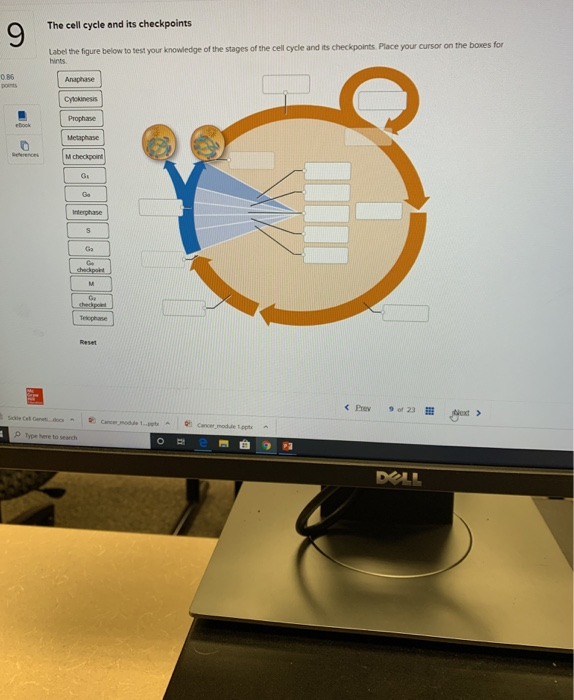Solved The cell cycle and its checkpoints Label the figure | Chegg.com