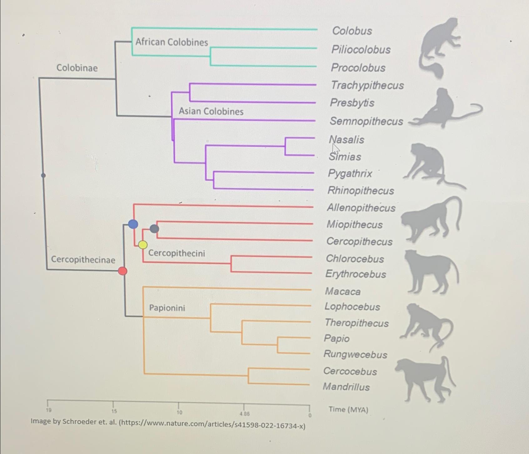 Solved Which genus is most closely related to the | Chegg.com