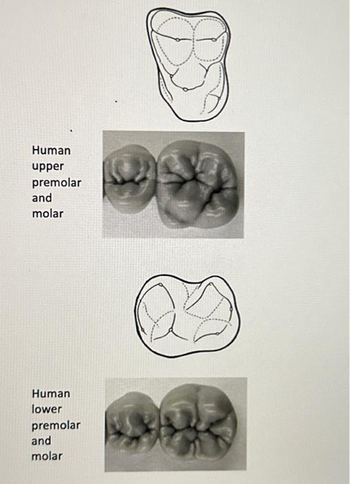 Label The Principal Cusps And Basins And Identify And