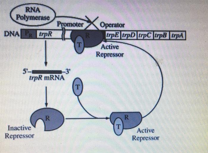 Solved RNA Polymerase Promoter DNA PR trpR IT Operator trpe | Chegg.com