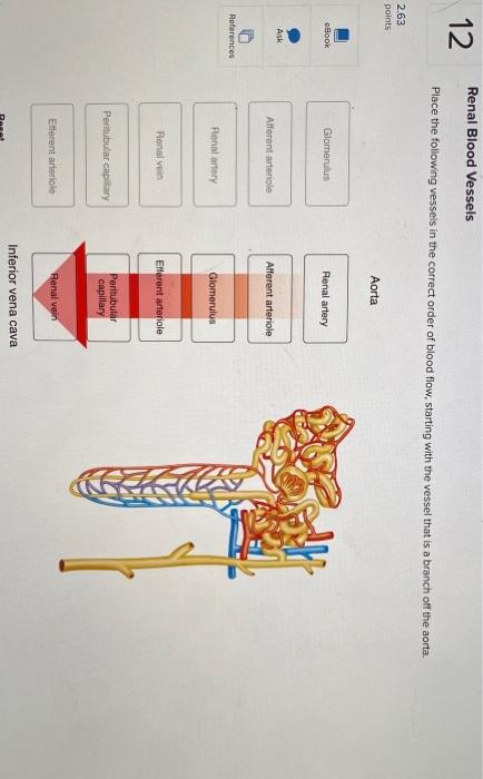 Solved Renal Blood Vessels 12 Place the following vessels in | Chegg.com