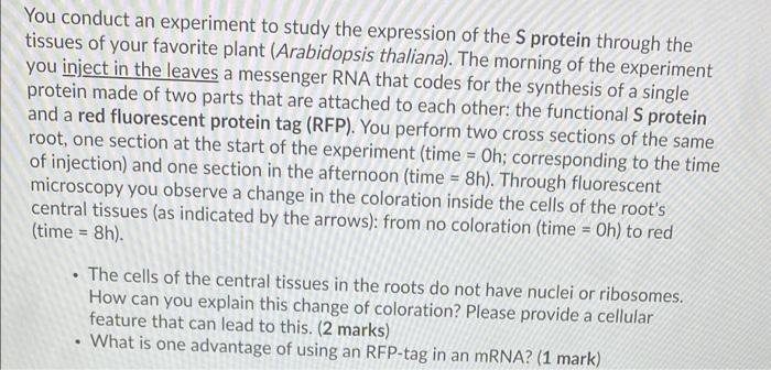 Solved You conduct an experiment to study the expression of | Chegg.com