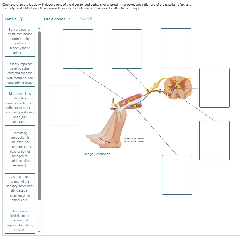 Solved Click and drag the labels with descriptions of the | Chegg.com