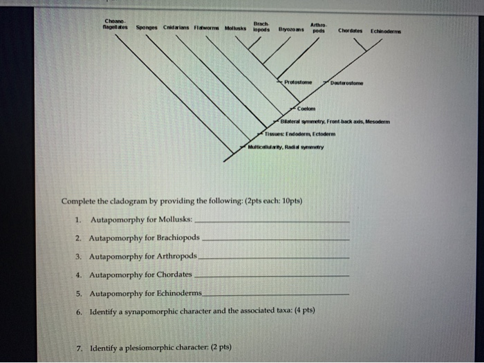 Solved Choano Magellates Brach Sponges Cuidarians Flatworm | Chegg.com