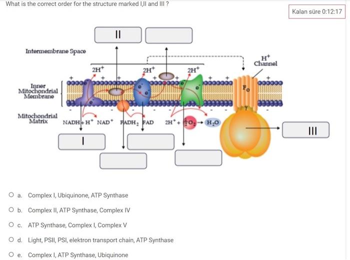 Solved What is the correct order for the structure marked | Chegg.com