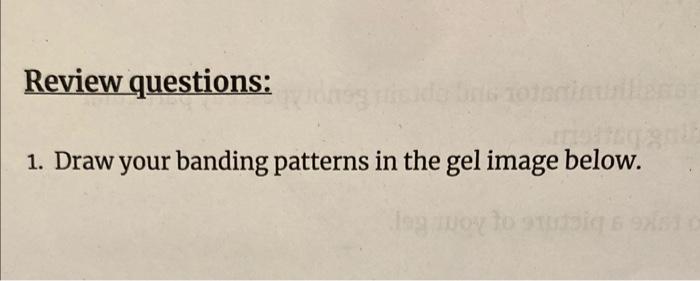 Review questions: 1. Draw your banding patterns in | Chegg.com