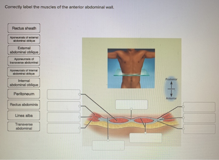 Solved: Correctly Label The Muscles Of The Anterior Abdomi... | Chegg.com