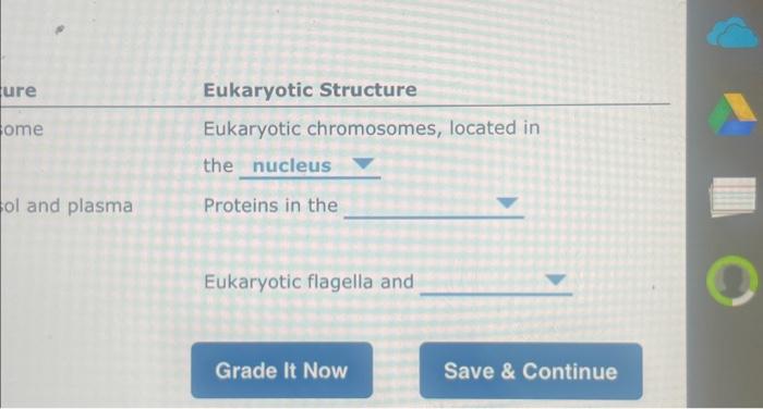 Solved Eukaryotic Structure Eukaryotic chromosomes, located | Chegg.com