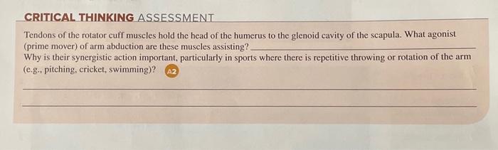 Solved CRITICAL THINKING ASSESSMENT Tendons of the rotator | Chegg.com