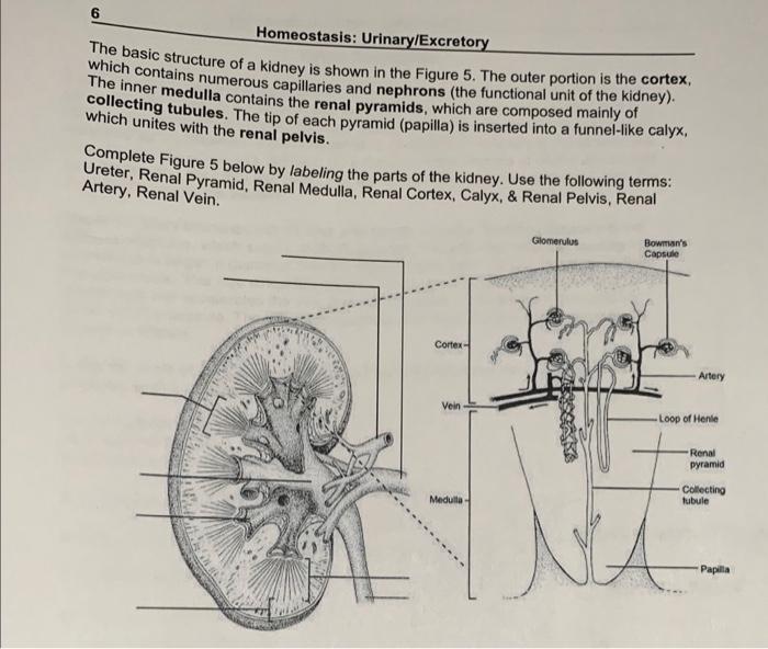 Solved Label parts of kidneys. use the following terms: | Chegg.com