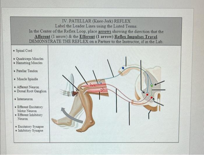 Solved IV. PATELLAR (Knee-Jerk) REFLEX Label the Leader | Chegg.com