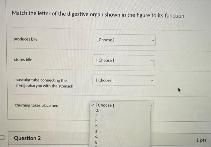 Solved Match the letter of the digestive organ shown in the | Chegg.com