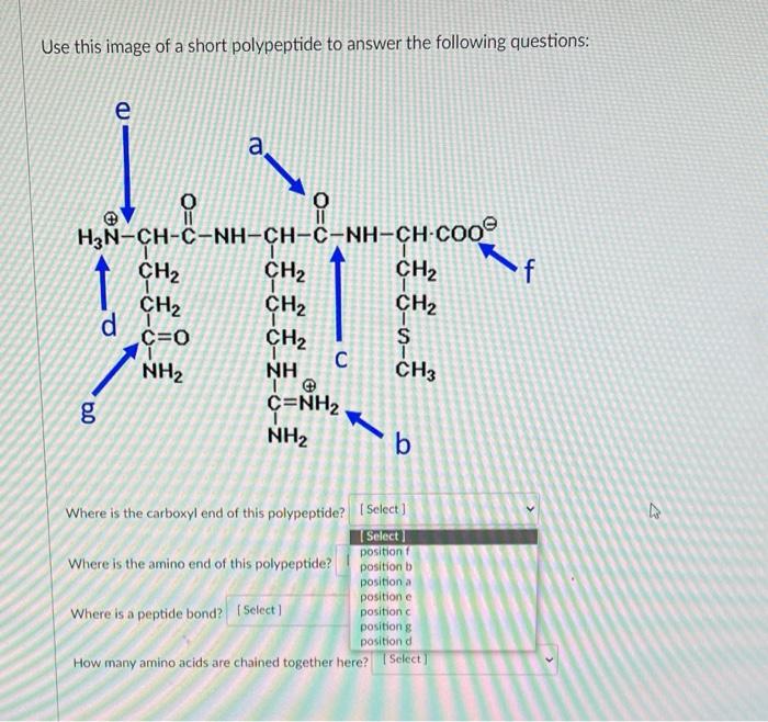 Solved Use this image of a short polypeptide to answer the | Chegg.com