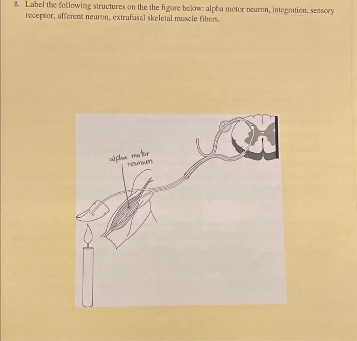 Solved 8. Label the following structures on the the figure | Chegg.com