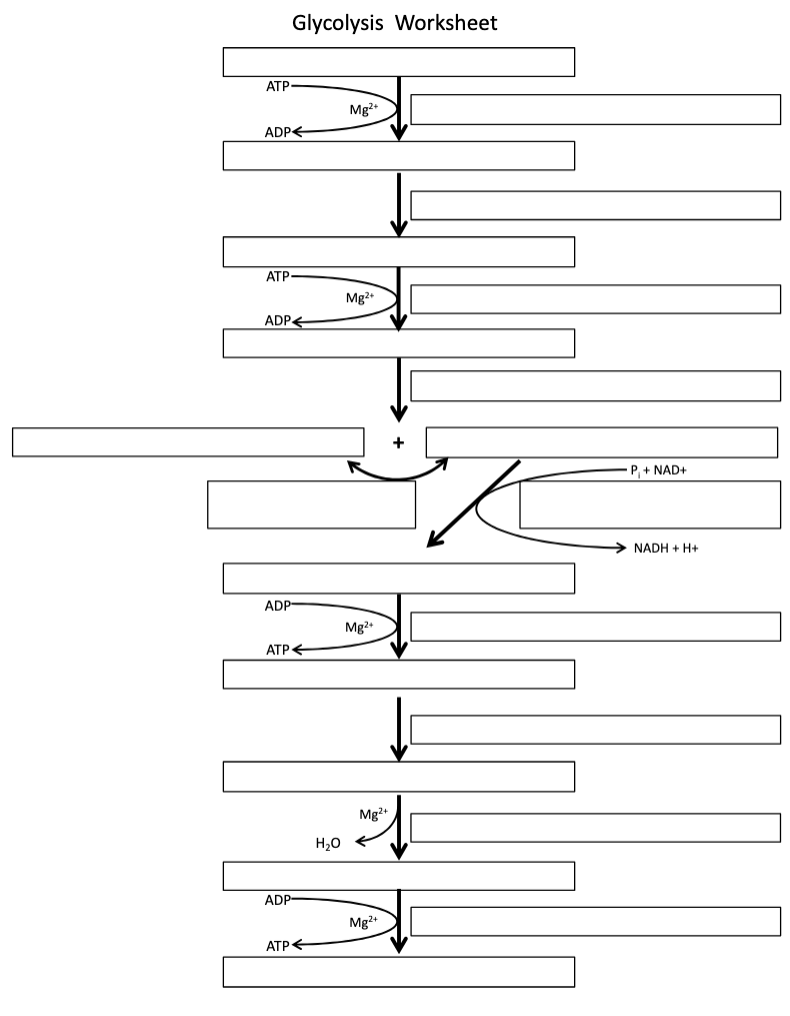 Solved Glycolysis Worksheet. I need help filling in the | Chegg.com