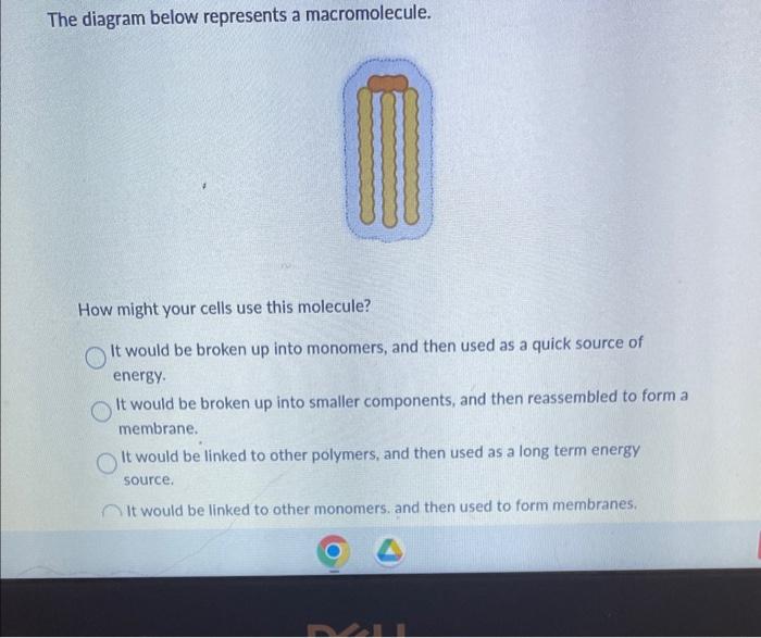 Solved Proteins are large macromolecules that you eat in | Chegg.com