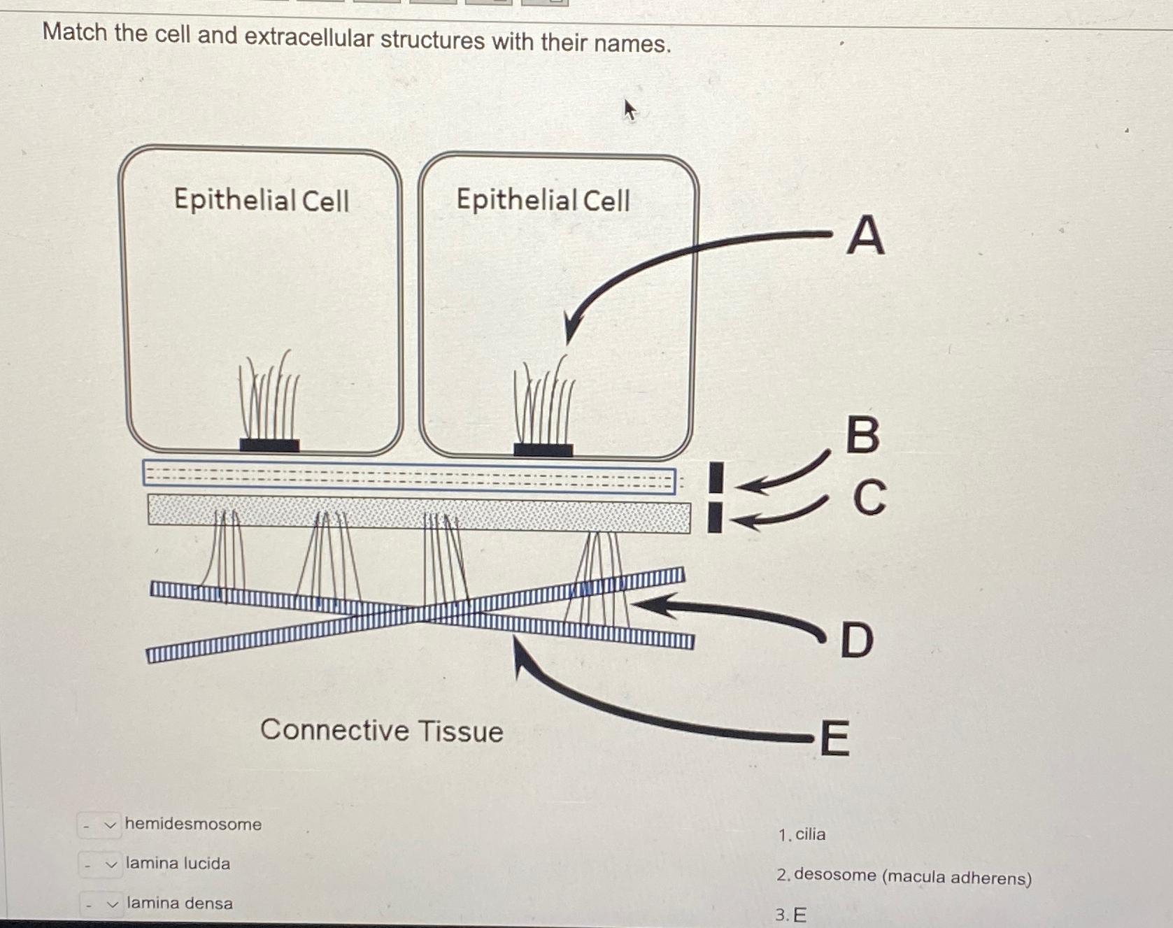 Solved Match the cell and extracellular structures with | Chegg.com