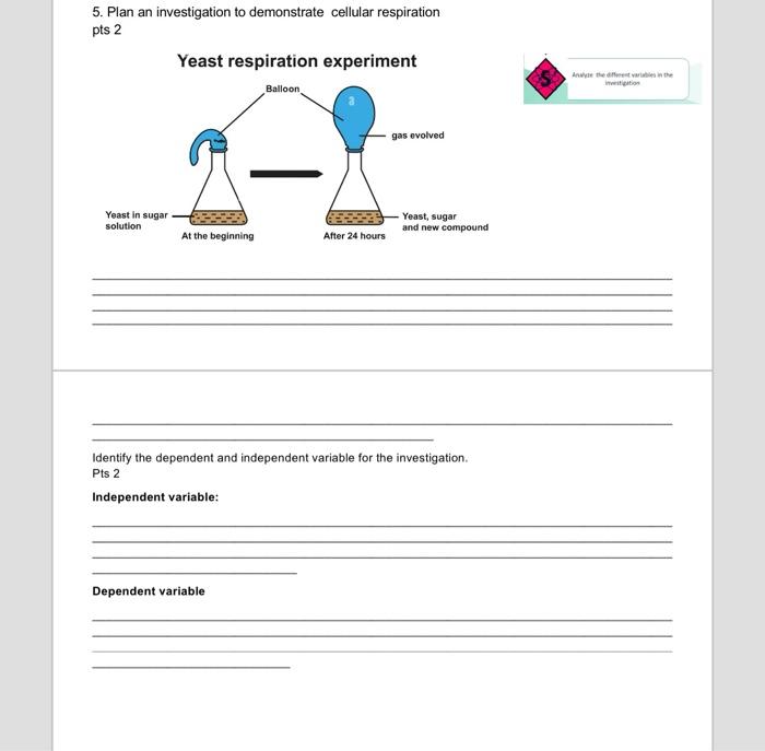 Solved 5. Plan an investigation to demonstrate cellular | Chegg.com