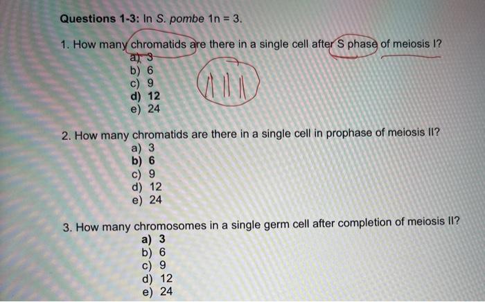 Solved Questions 1-3: lnS. pombe 1n=3 1. How many chromatids | Chegg.com