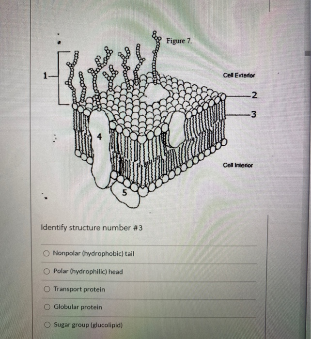 Solved Figure 7 Cell Exterior -2 -3 Cell Interior 5 Identify | Chegg.com