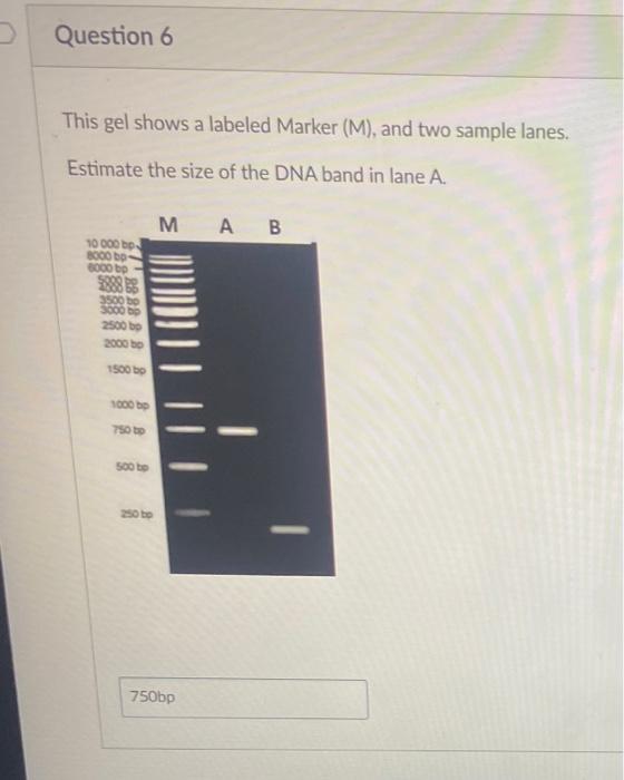 Solved This gel shows a labeled Marker (M), and two sample | Chegg.com