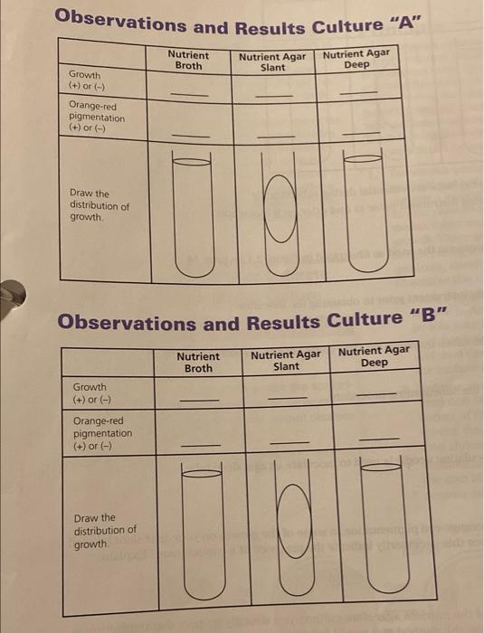 Observations and Results Culture "A" Nutrient Broth | Chegg.com