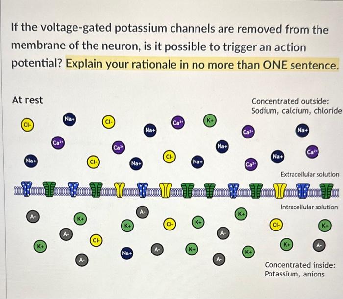 Solved If the voltage-gated potassium channels are removed | Chegg.com