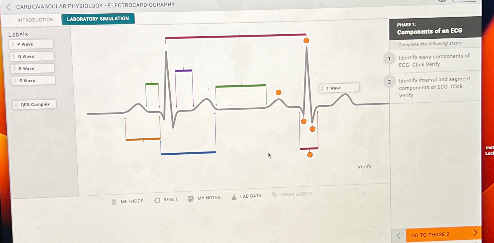 Solved CARDIOVASCULAR PHYSIOLOGY * | Chegg.com