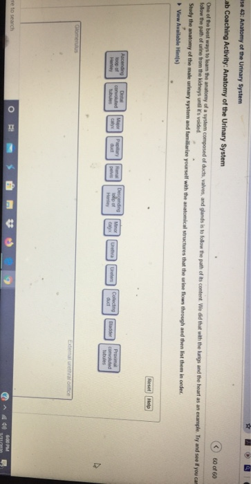 Solved se 43: Anatomy of the Urinary System Lab Coaching | Chegg.com