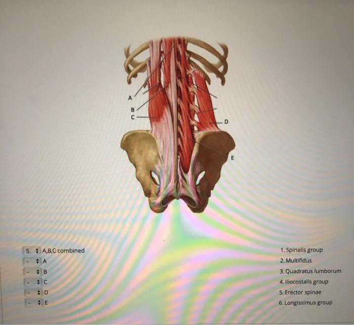 Solved TO D 5. • A,B,C combined A 1. Spinalis group 2. | Chegg.com