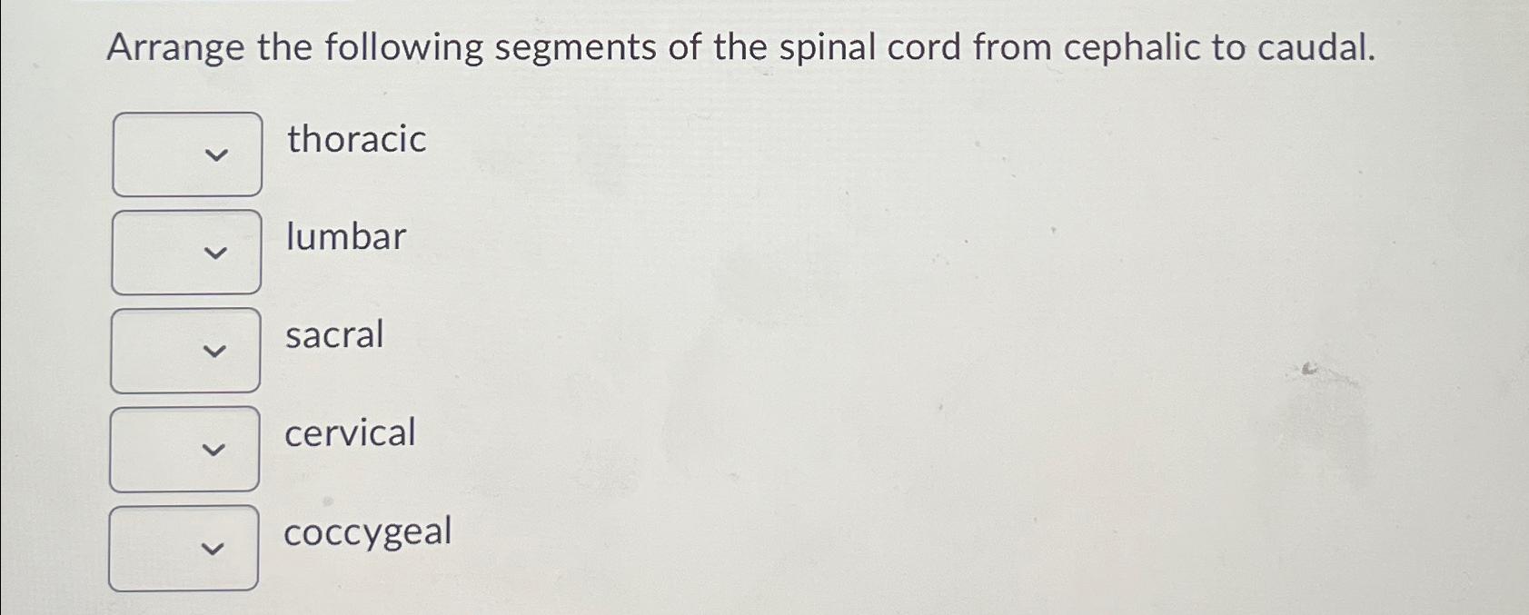 Solved Arrange the following segments of the spinal cord | Chegg.com