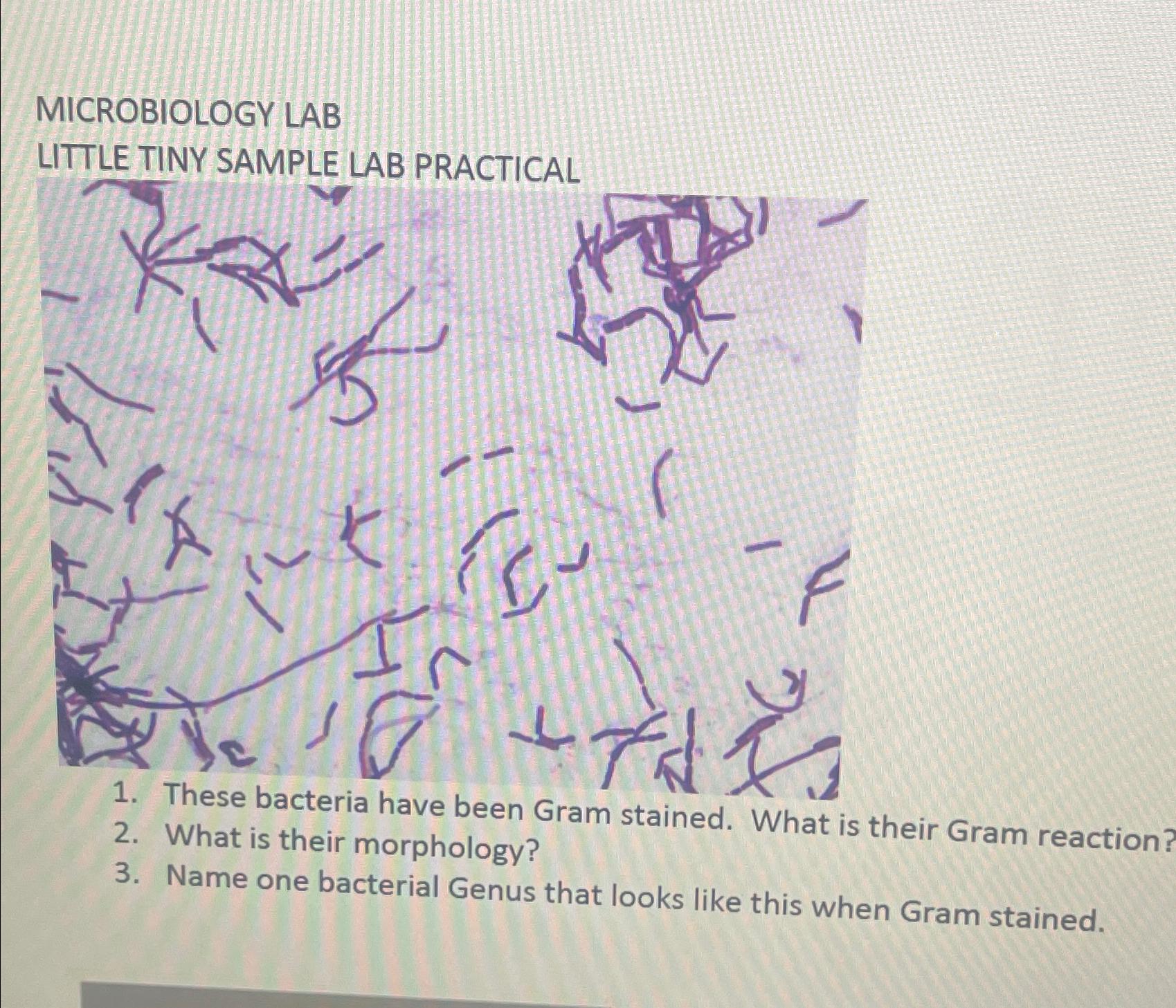 Solved MICROBIOLOGY LABLITTLE TINY SAMPLE LAB PRACTICALThese | Chegg.com