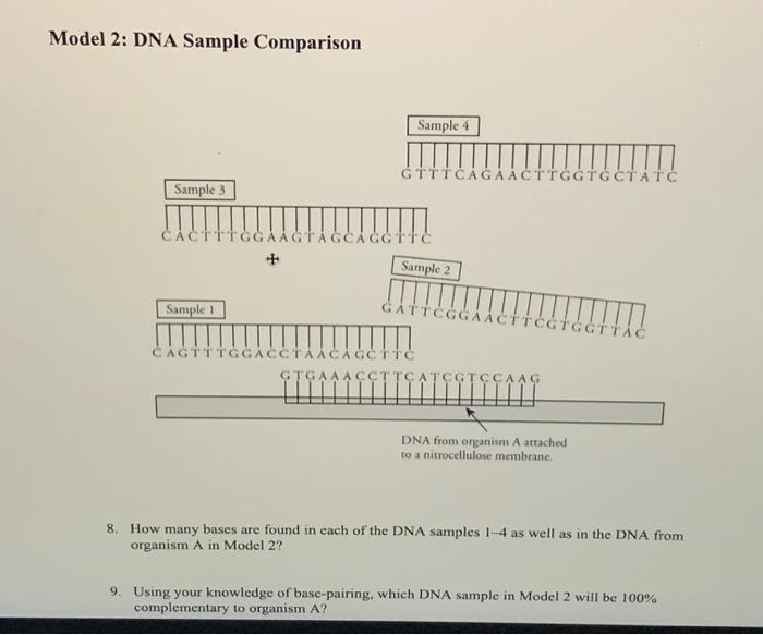 Solved Model 2: DNA Sample Comparison Sample 4 GTTT | Chegg.com