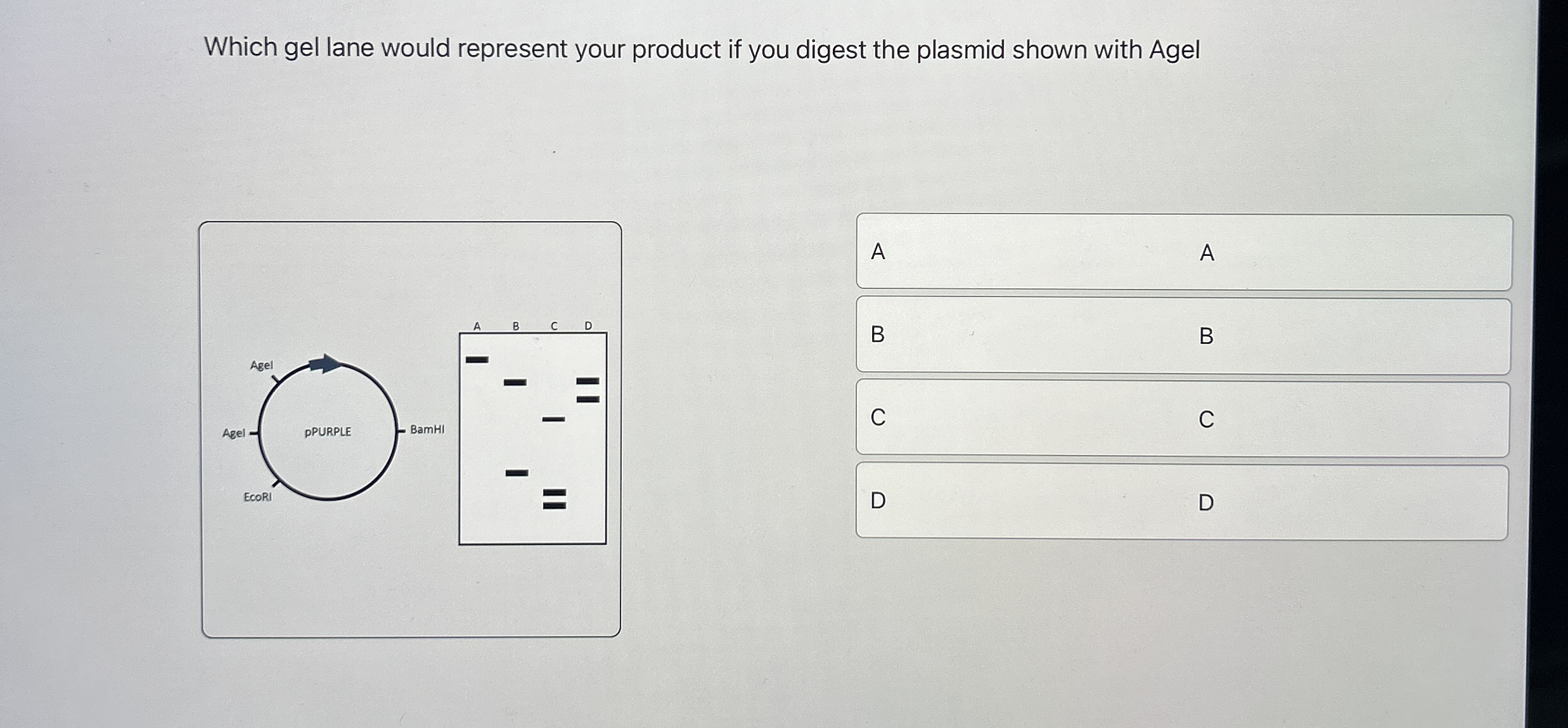 Solved Which gel lane would represent your product if you | Chegg.com