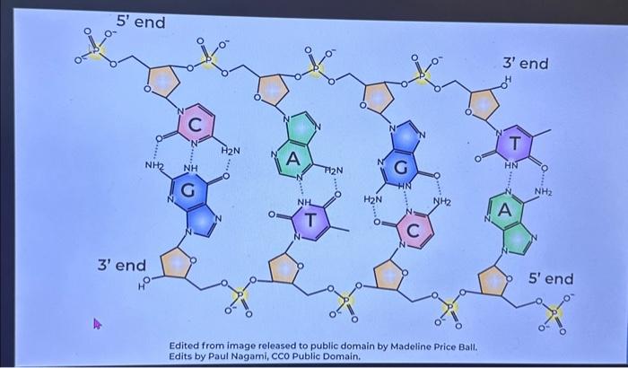 Solved Each DNA Strand has Directionality (5' and 3' ends) - | Chegg.com