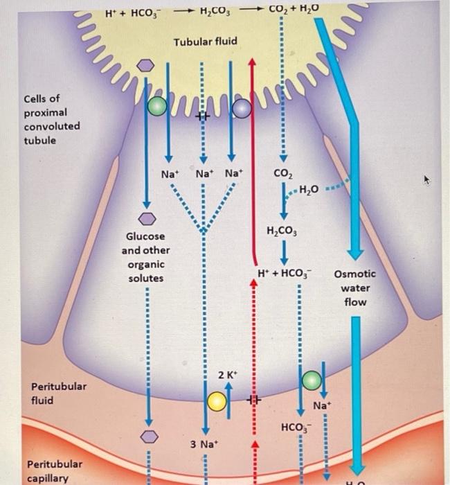 Solved H+ + HCO3 H2CO3 CO2 + H20 Tubular fluid ve Cells of | Chegg.com