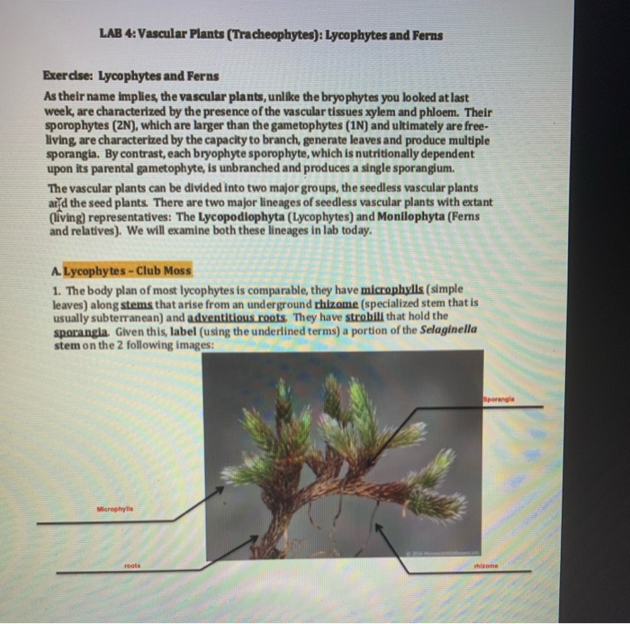 Solved LAB 4: Vascular Plants (Tracheophytes): Lycophytes | Chegg.com